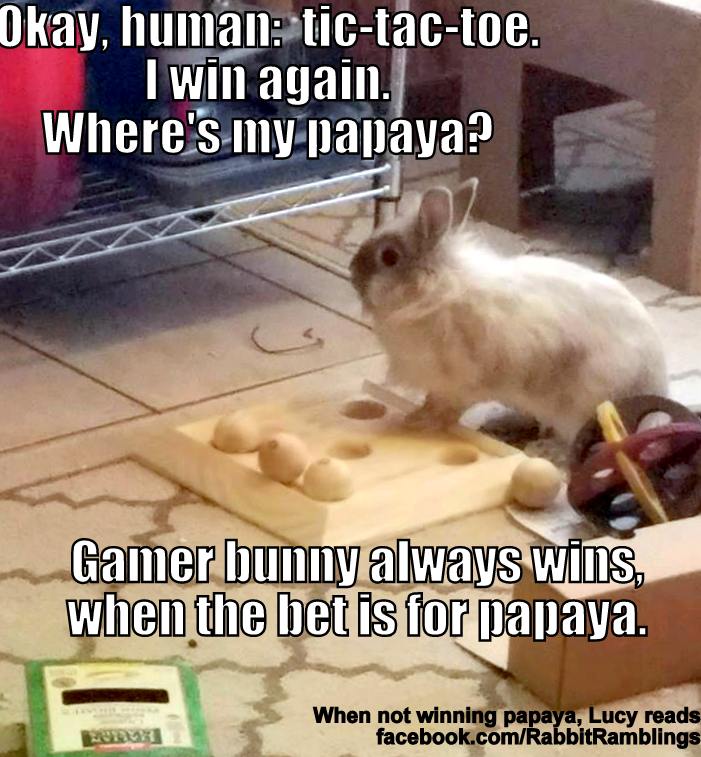 Rabbit Ramblings: Funny Bunny Monday Meme*day