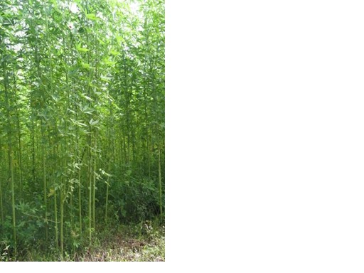 MARDI Muadzam Shah: Ringkasan Mengenai Tanaman Kenaf Hibiscus cannabinus