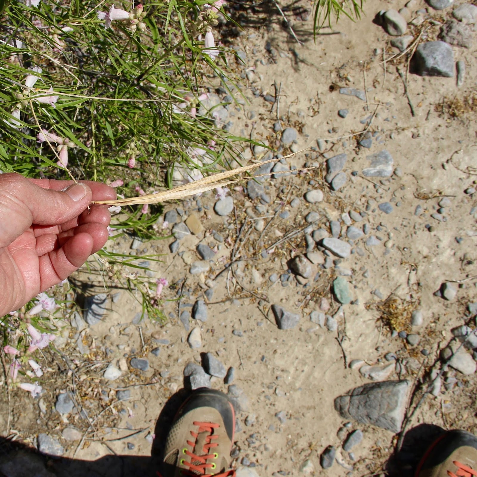 In the Company of Plants and Rocks: Tree of the Month: Desert “Willow”