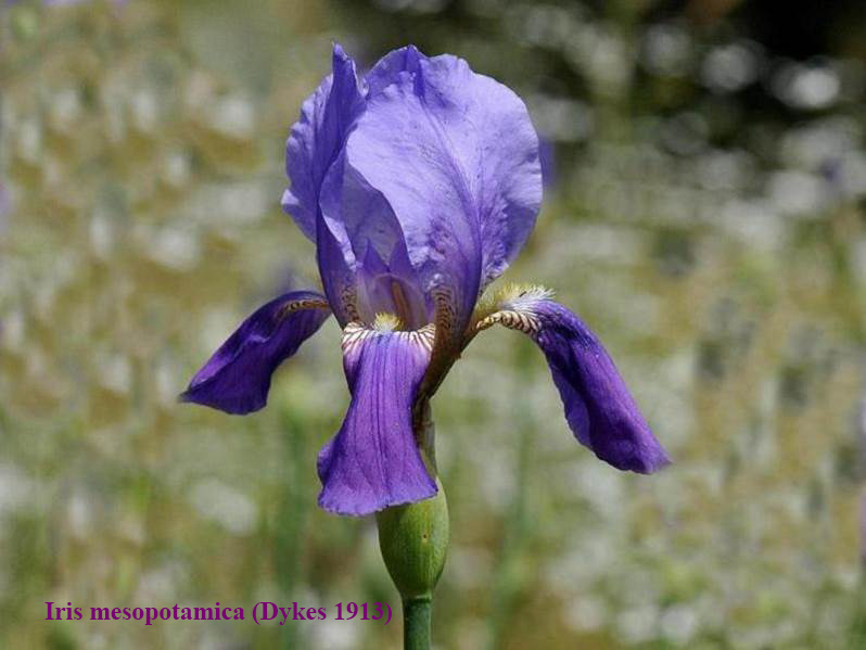 World of Irises: William Mohr - A Brief Life But Enormous Influence on Iris