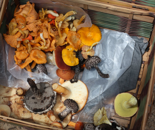 Foraging for Edible Mushrooms in Richmond Virginia | 17 Apart