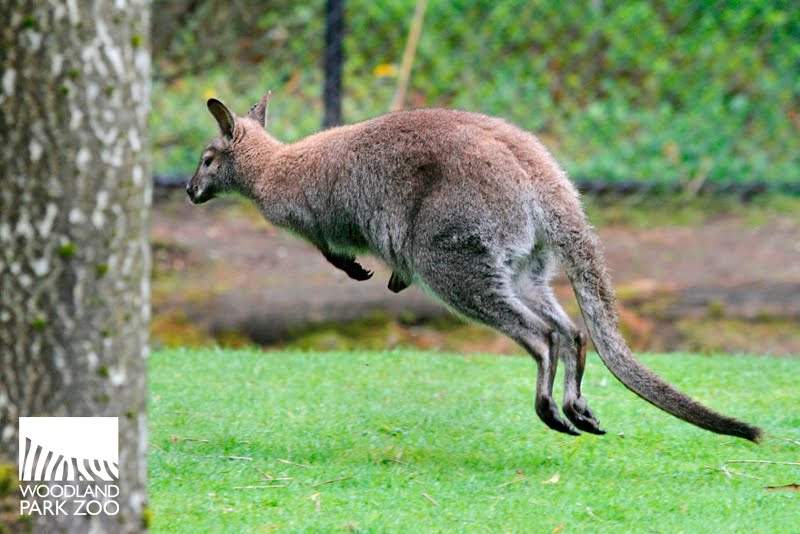 Wallaby joey growing up
