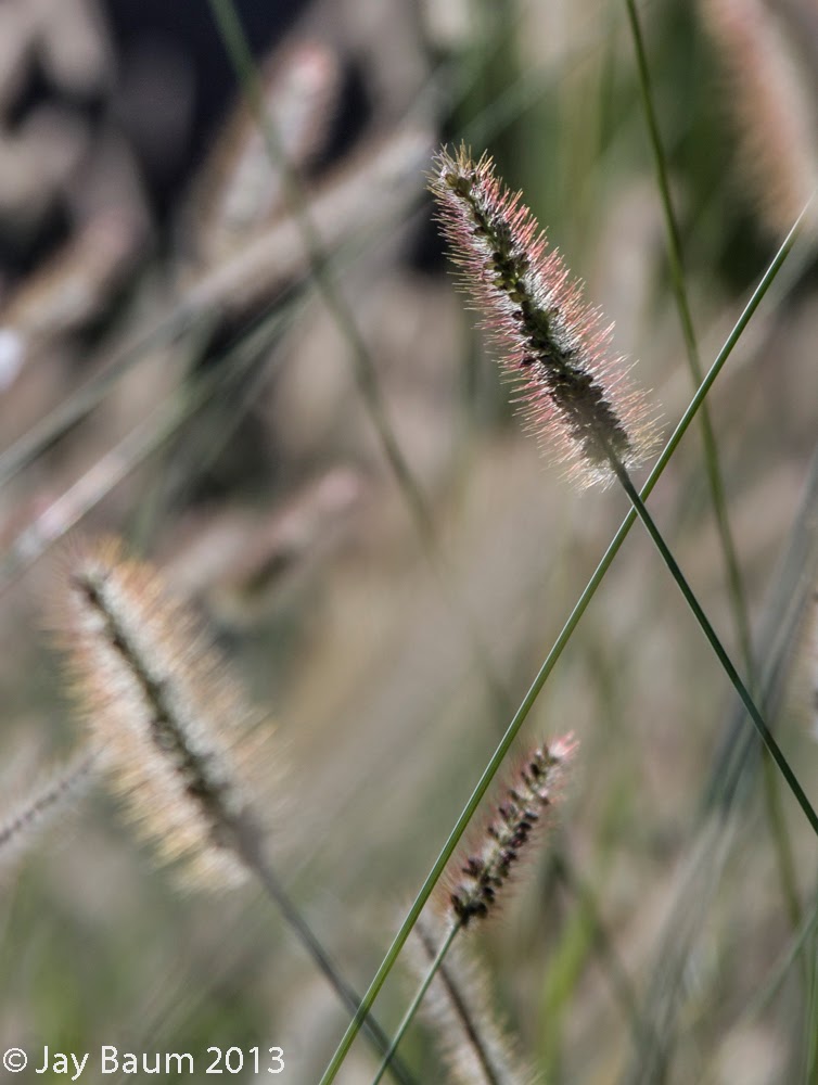 366 Project. Jay Baum. Photography.