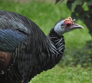 ZOOTOGRAFIANDO (6.096 ANIMALS): PAVO OCELADO / OCELLATED TURKEY ...