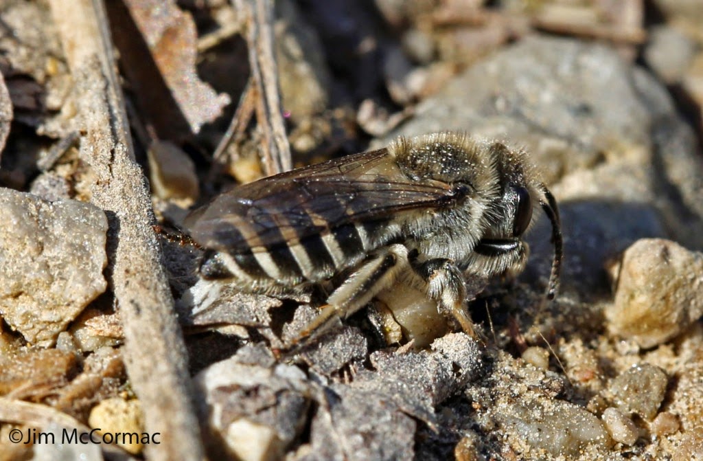 Ohio Birds and Biodiversity: The "Fly-whal"