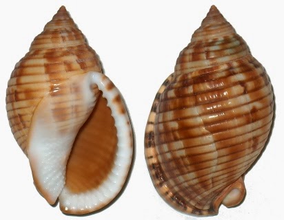 Artes de Pesca: YELMO ESTRIADO Y YELMO PINTADO