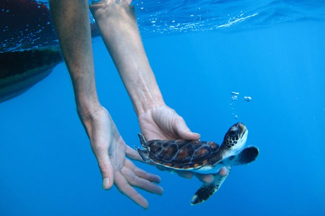White Wolf : 1,000 Critically Endangered Turtles Swim To Freedom In ...