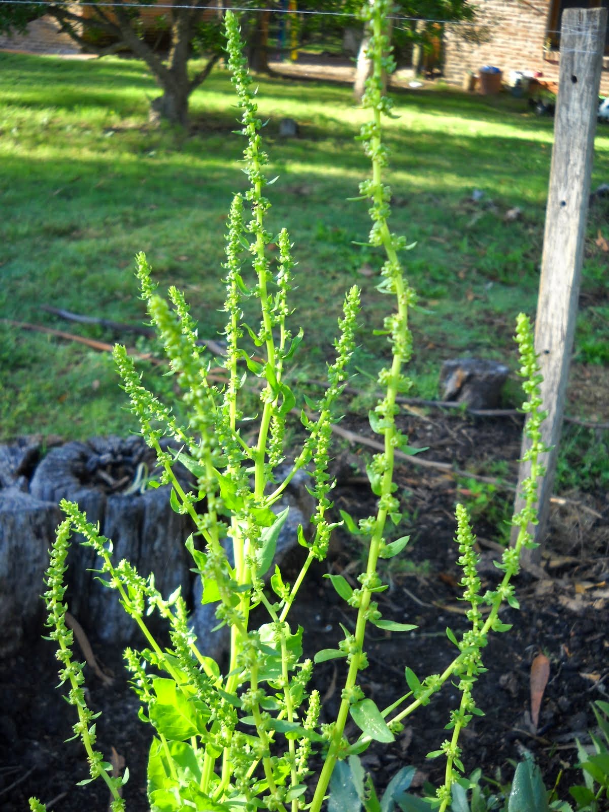 TOP SEMILLAS: ACELGA ( Beta vulgaris)