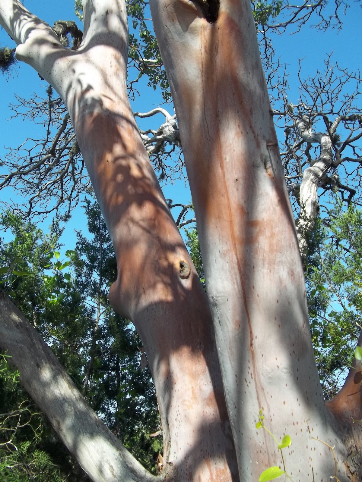 Rock-Oak-Deer: This Madrone Stands Alone