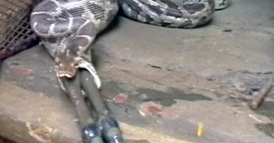 The Gruesome Moment A Massive Python Swallowed An Antelope. Photos ...