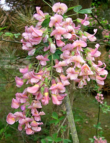 A Digital Botanic Garden: Adam's Laburnum, +Laburnocytisus adami, Fabaceae