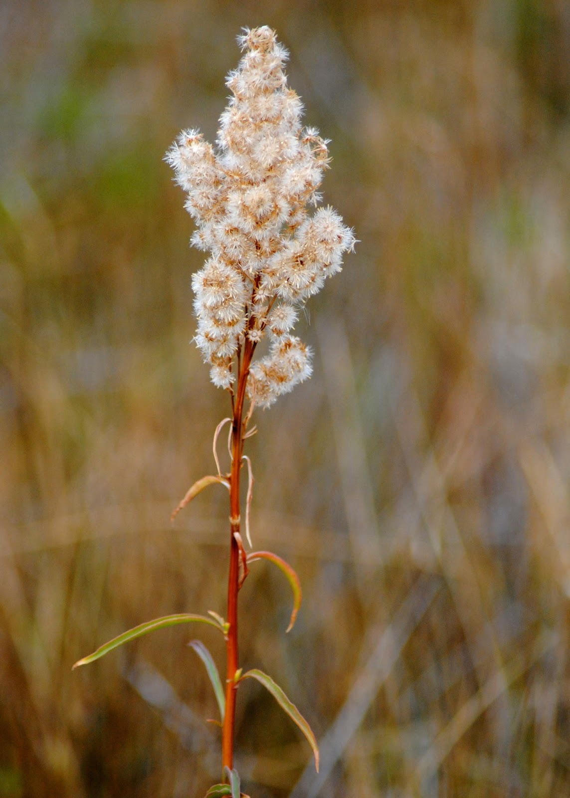 Adventures through Photography: Mono Lake and the High Desert - October ...