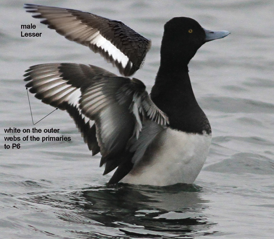 Oxon Birding Blog: Presumed hybrid Lesser x Greater Scaup Farmoor Reservoir