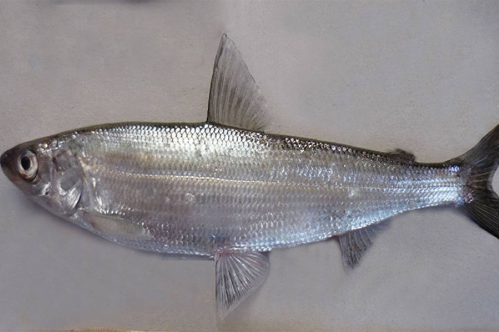 Oppdag Fisk!: Lagesild/Vendace/Coregonus Albula (Ferskvann, Brakkvann ...