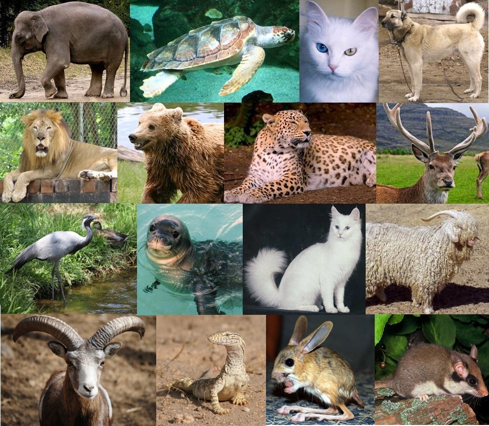 Colecciones de monedas: Turquía. 1 Lira. Fauna.