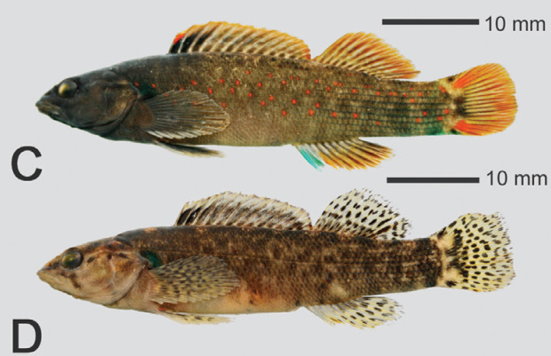TNACI Field Notes: New Darter Species from Tennessee’s Caney Fork River
