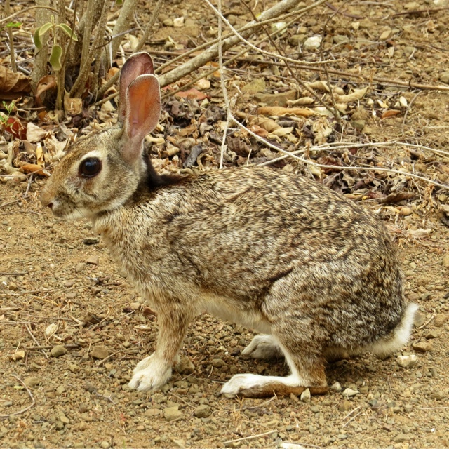 Hiking Curaçao - Flora and Fauna: april 2013
