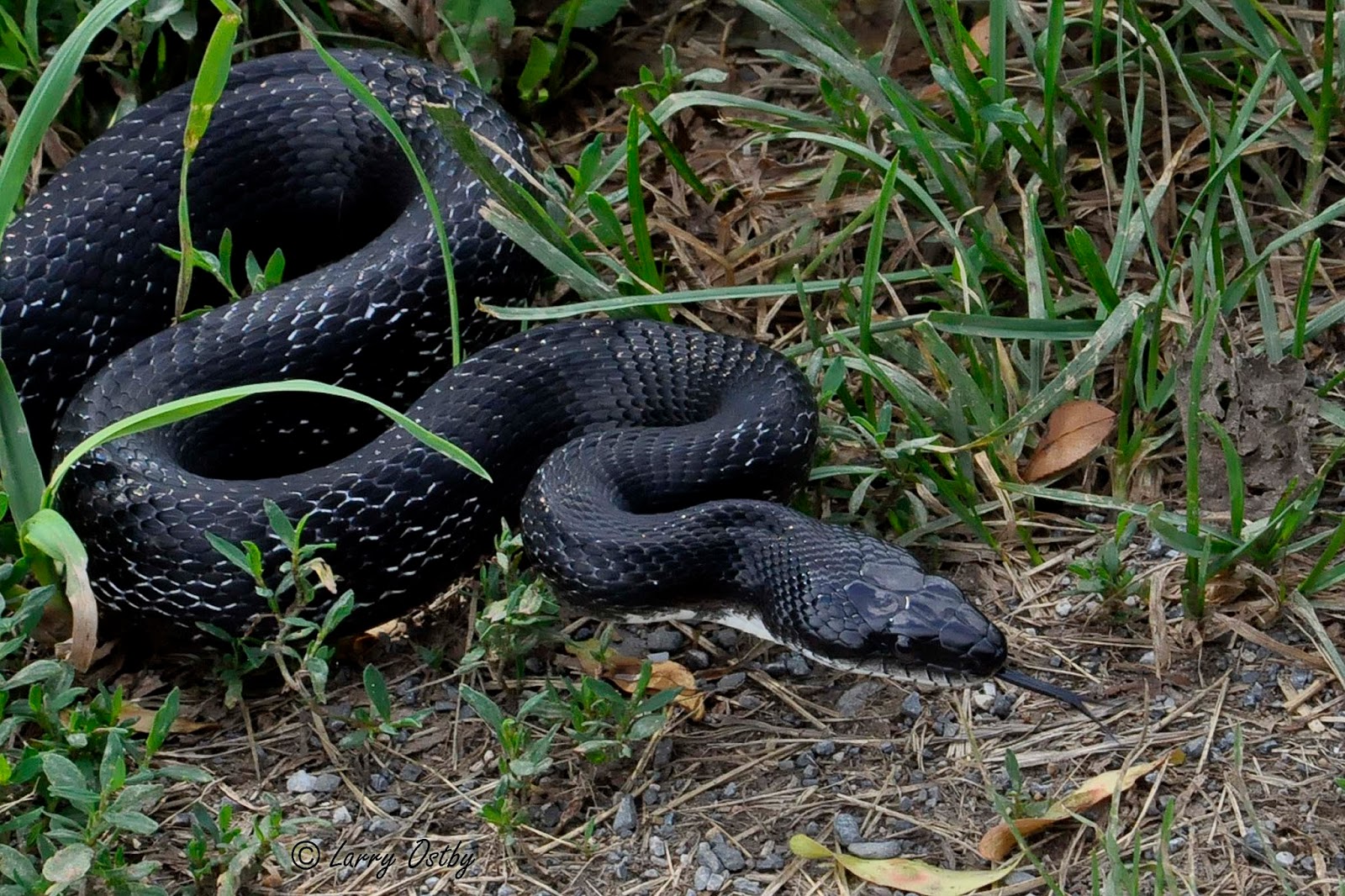 Larry Ostby's Wild Critters: A Potpourri of Critters...
