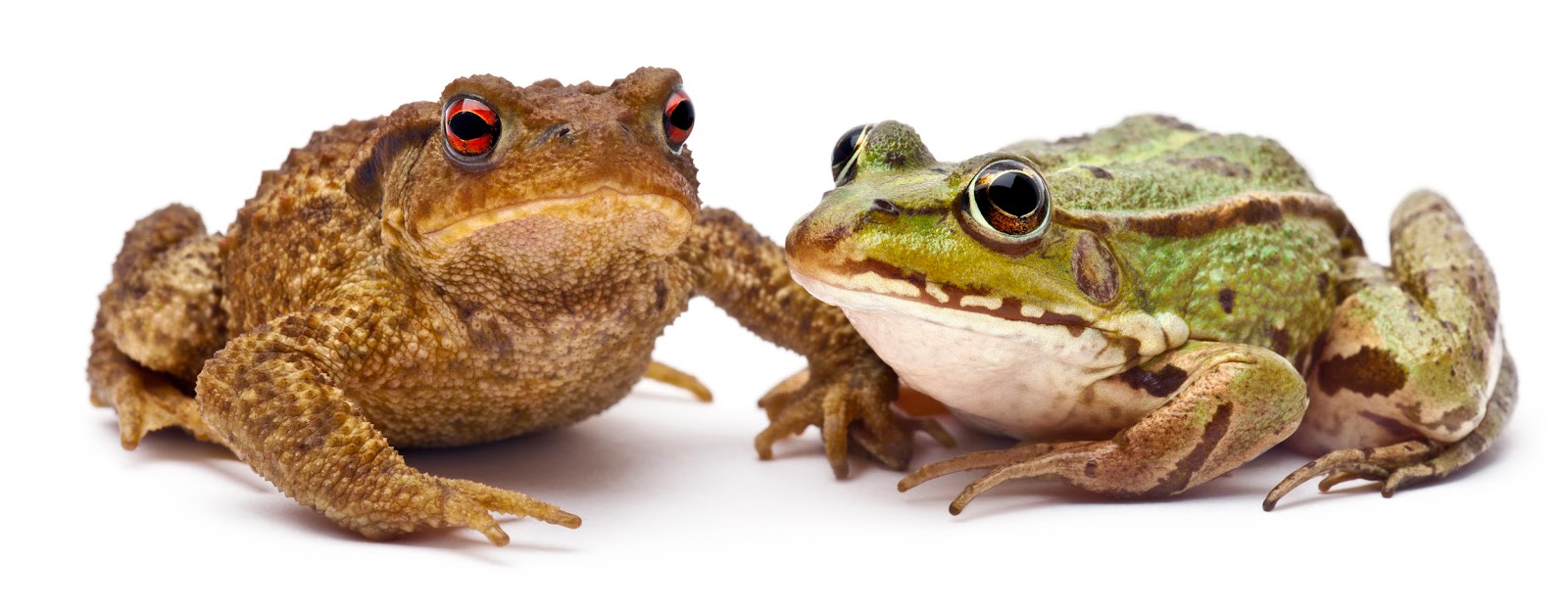 Apa Bedanya Kodok dan Katak?