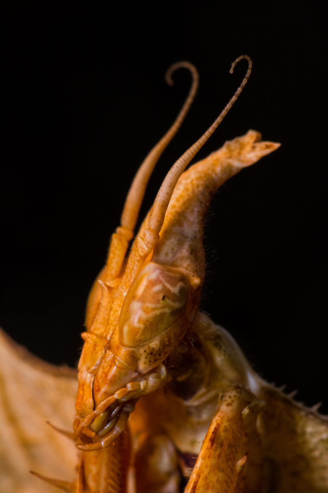 Real Monstrosities: Seventh Seal of the Hallowe'en Horrors