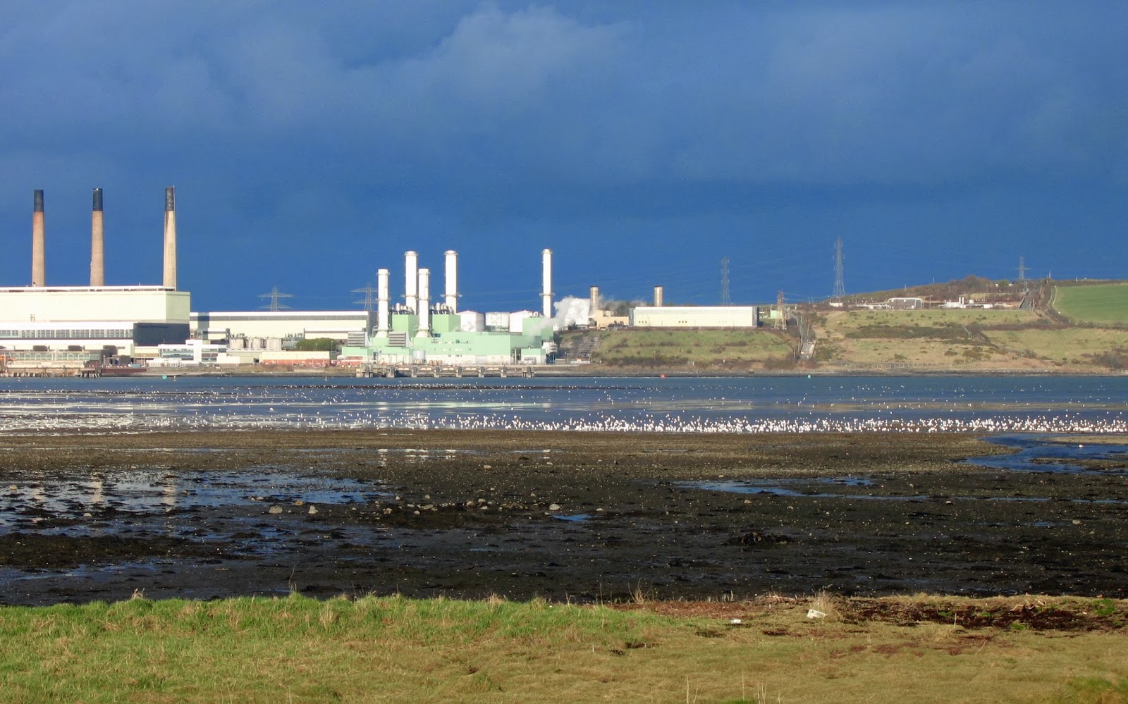Patch Birding Ireland: Larne Lough