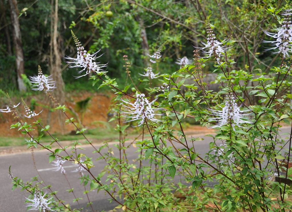 KnitterPat: Misai Kucing Tea