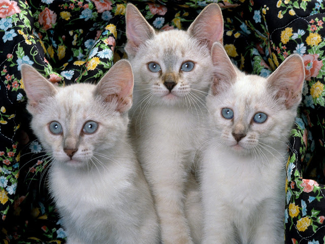 Siamese cats | Cute Cats