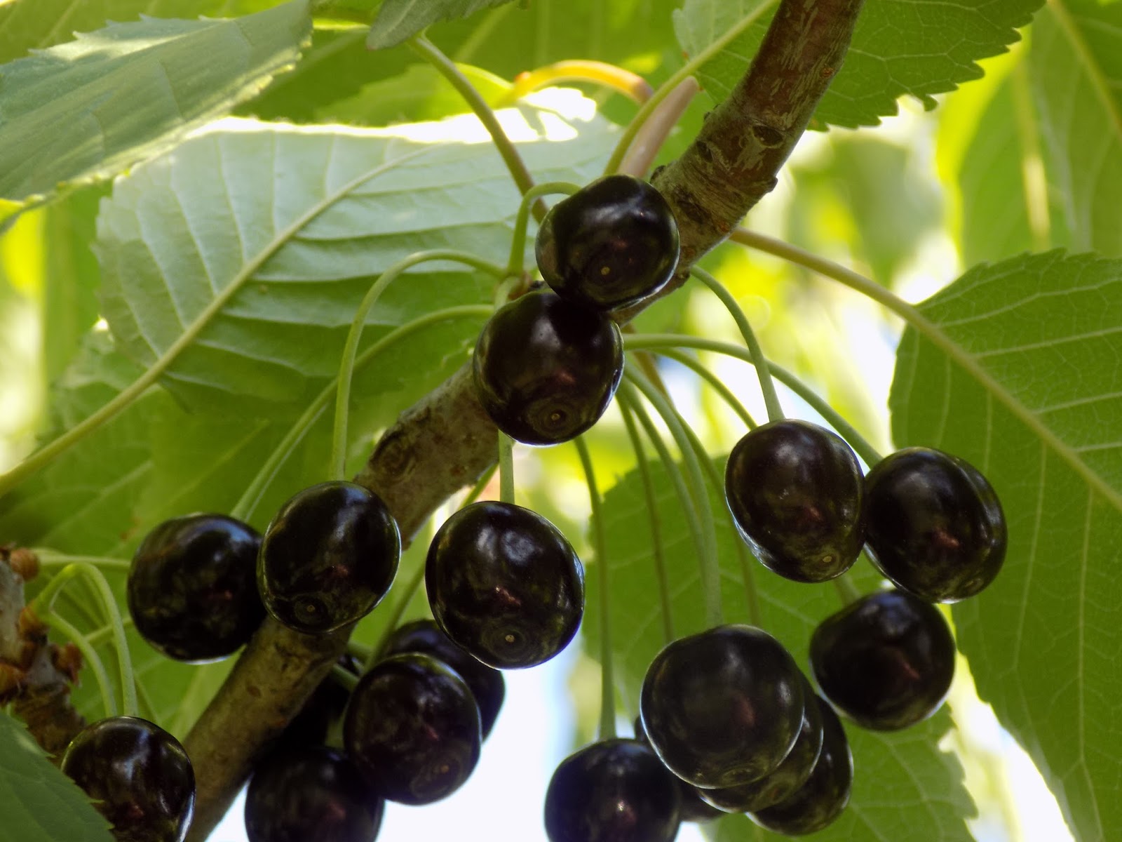 Ferma lu' Moș Ghiță: Ciresar la sfarsit