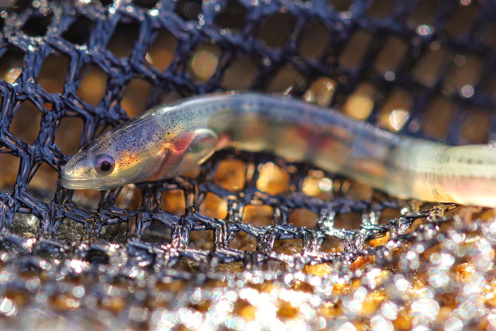 Glass Eels Ns At Dorla Walker Blog