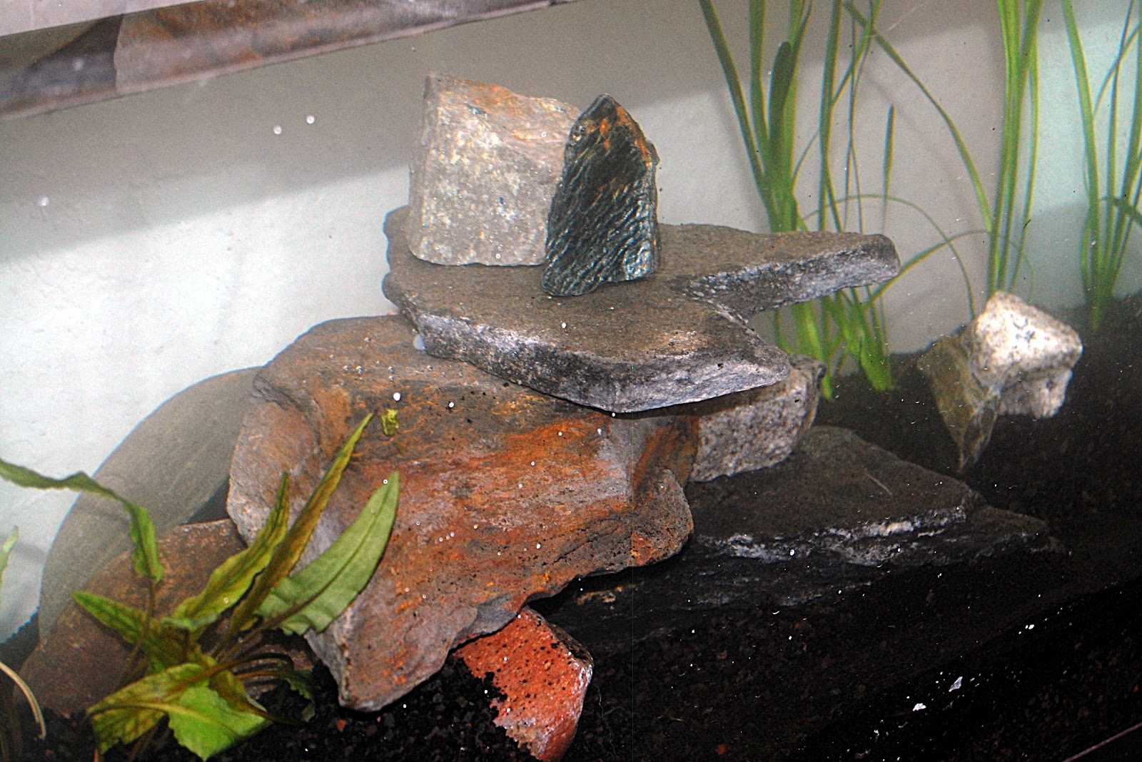 Connecting to Nature: Photos of my 55 gallon Planted Tank