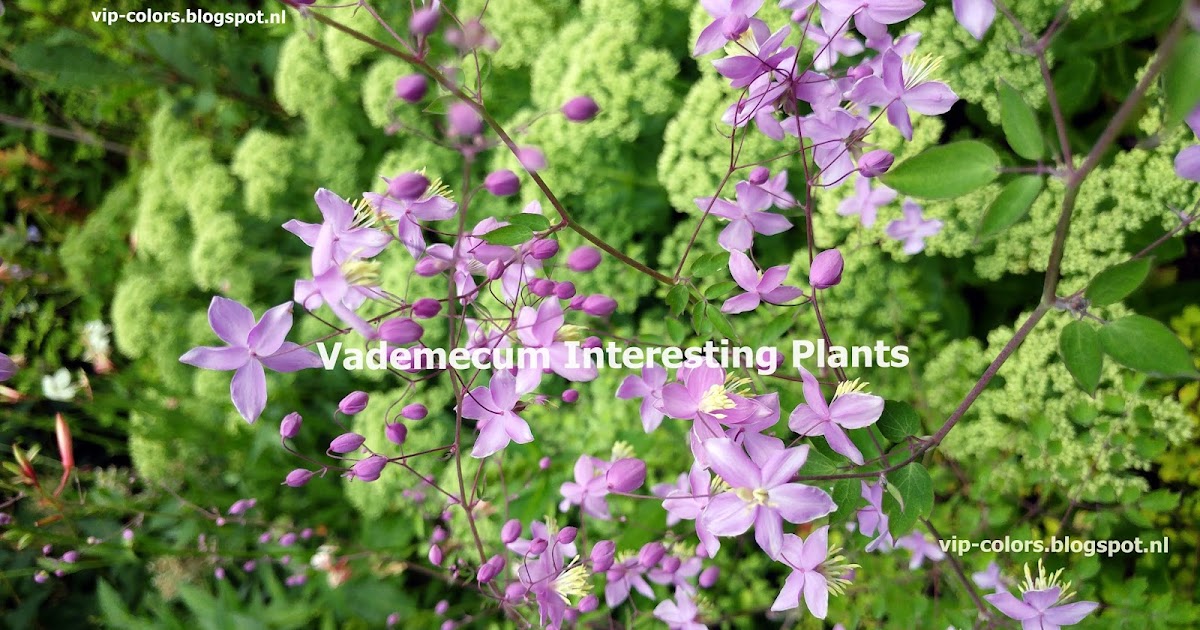 Vademecum Interesting Plants: Thalictrum delavayi - Rutewka Delavaya ...