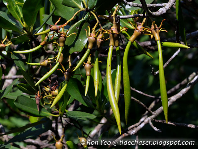 Kandelia candel - Alchetron, The Free Social Encyclopedia