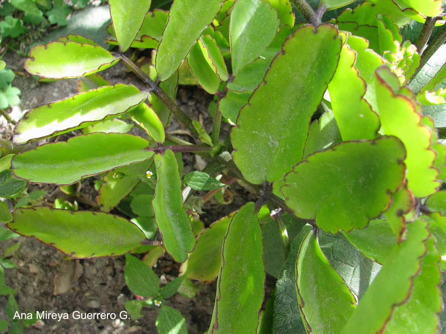 Ecuador: personajes y especies (Galápagos y Continente): Flora de Quito ...