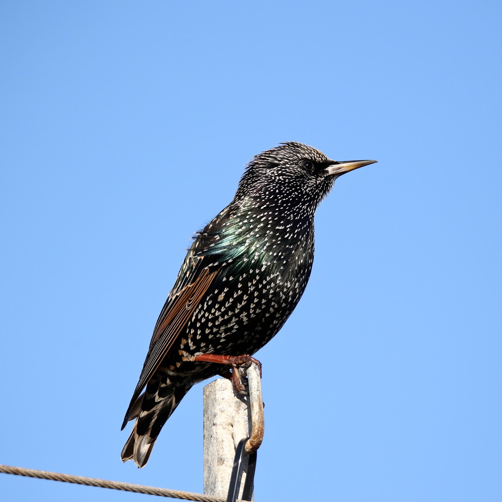 TrogTrogBlog: Bird of the week - Starling
