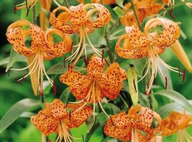 Tiger Lily Flower