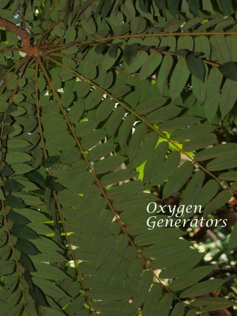 Pure Oxygen Generators: The Many Faces of Kamias