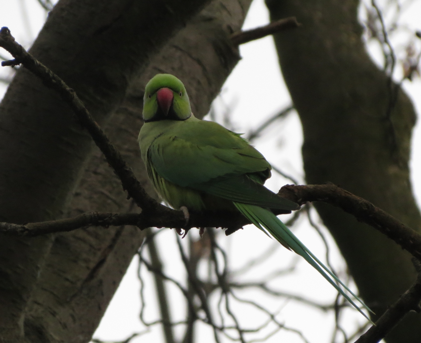The RSPB Liverpool Local Group: BIG GARDEN BIRDWATCH - 2017 EVENT