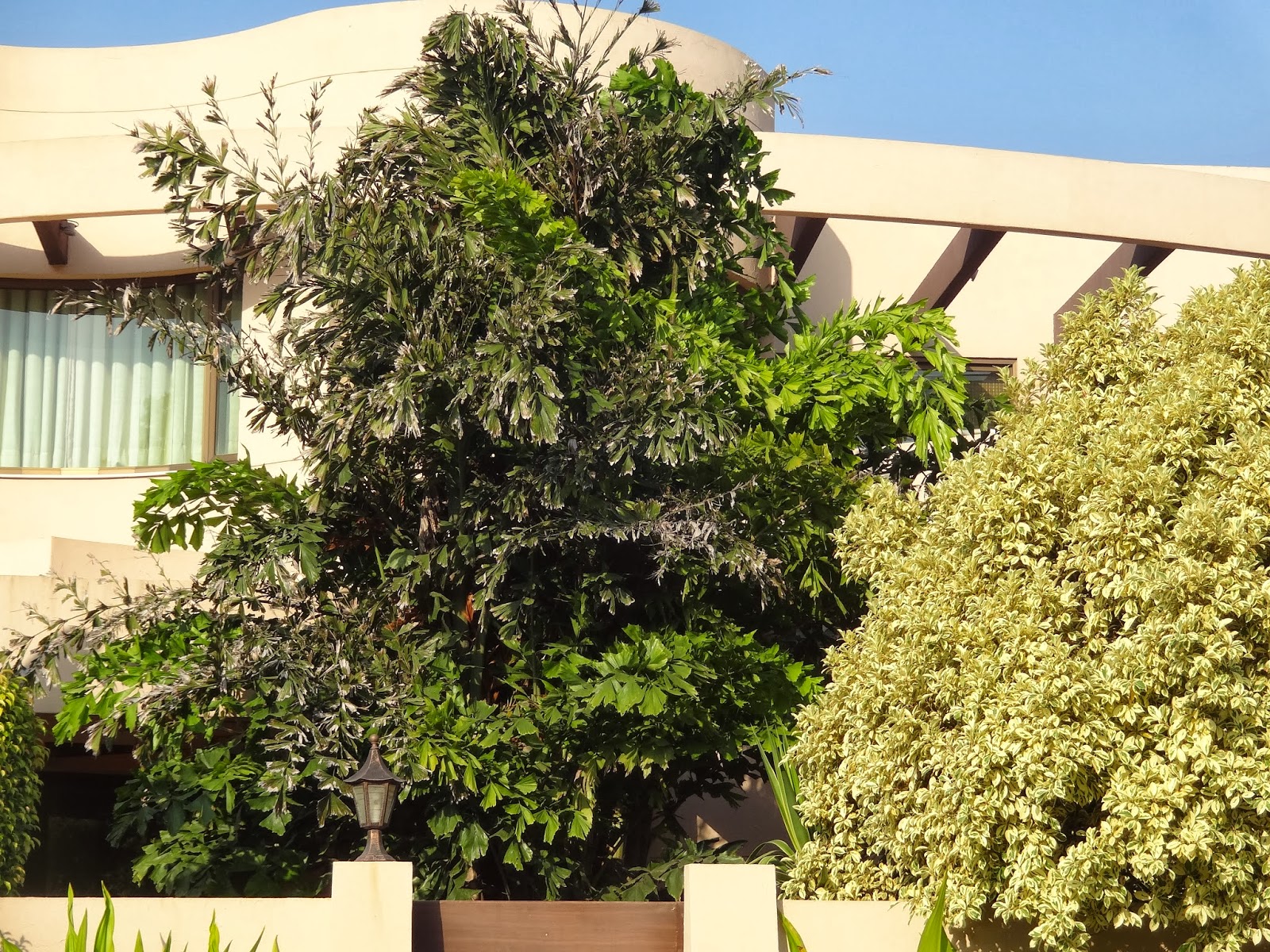 Plants of Lahore - Pakistan