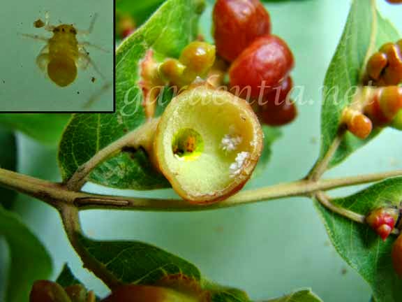 Nandanvan: Leaf galls of Garuga pinnata