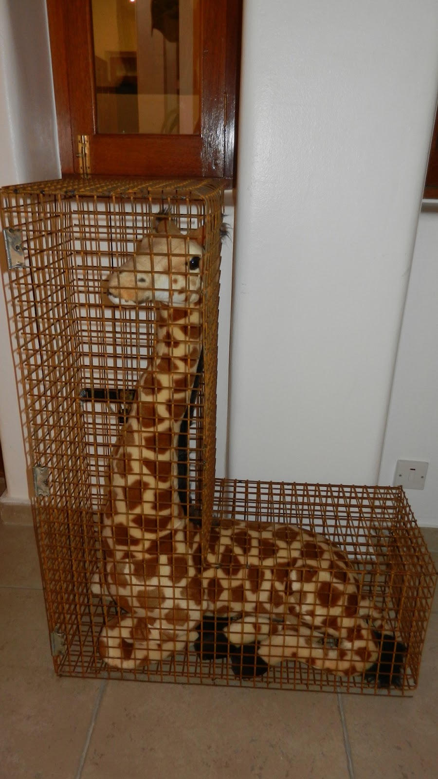 Kuweight 64: MY PHOTOS FOR THE DAY - BABY GIRAFFE IN A CAGE