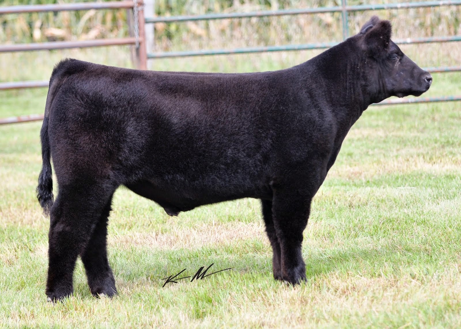 MITTAG Blog: Troy Otto Show Cattle Online Sale