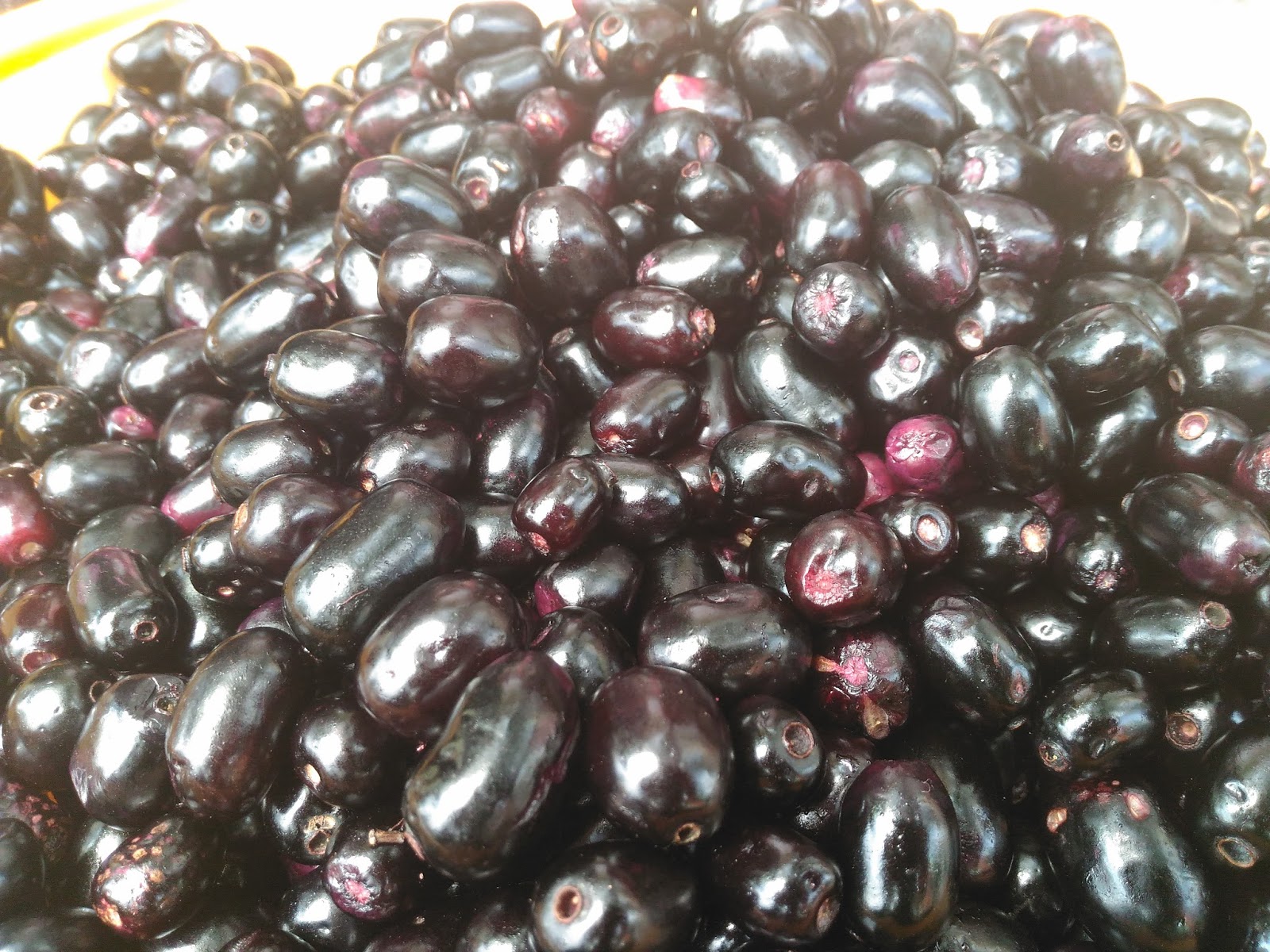 duhat - philippin news collections