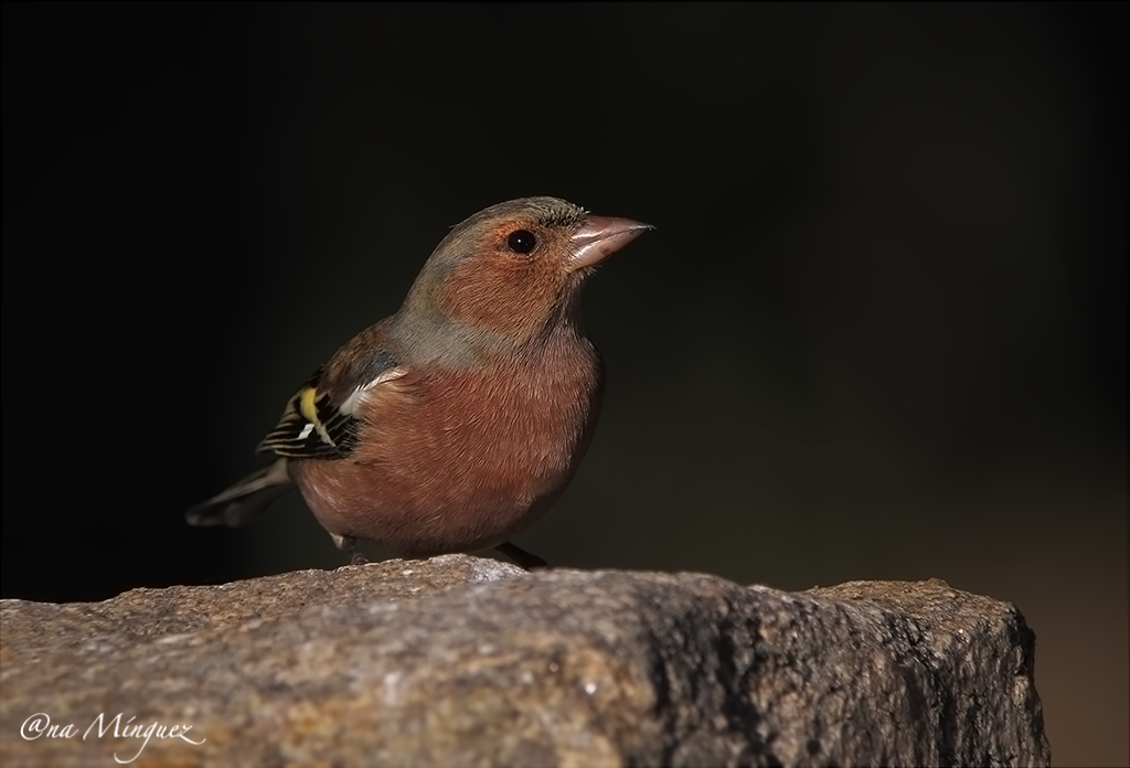 NATURANAFOTOS: Pinzon vulgar..