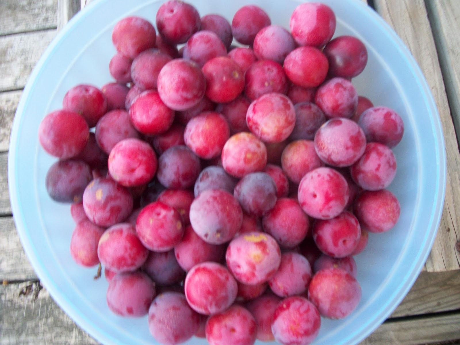 TwoBGardening: Plum Preserves and Memories Preserved