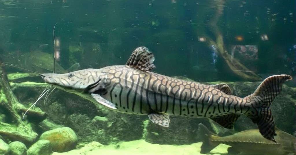 Mania de Aquário: Cachara