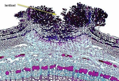 BIOLOGI GONZAGA: PRE TEST PERTUMBUHAN PERKEMBANGAN