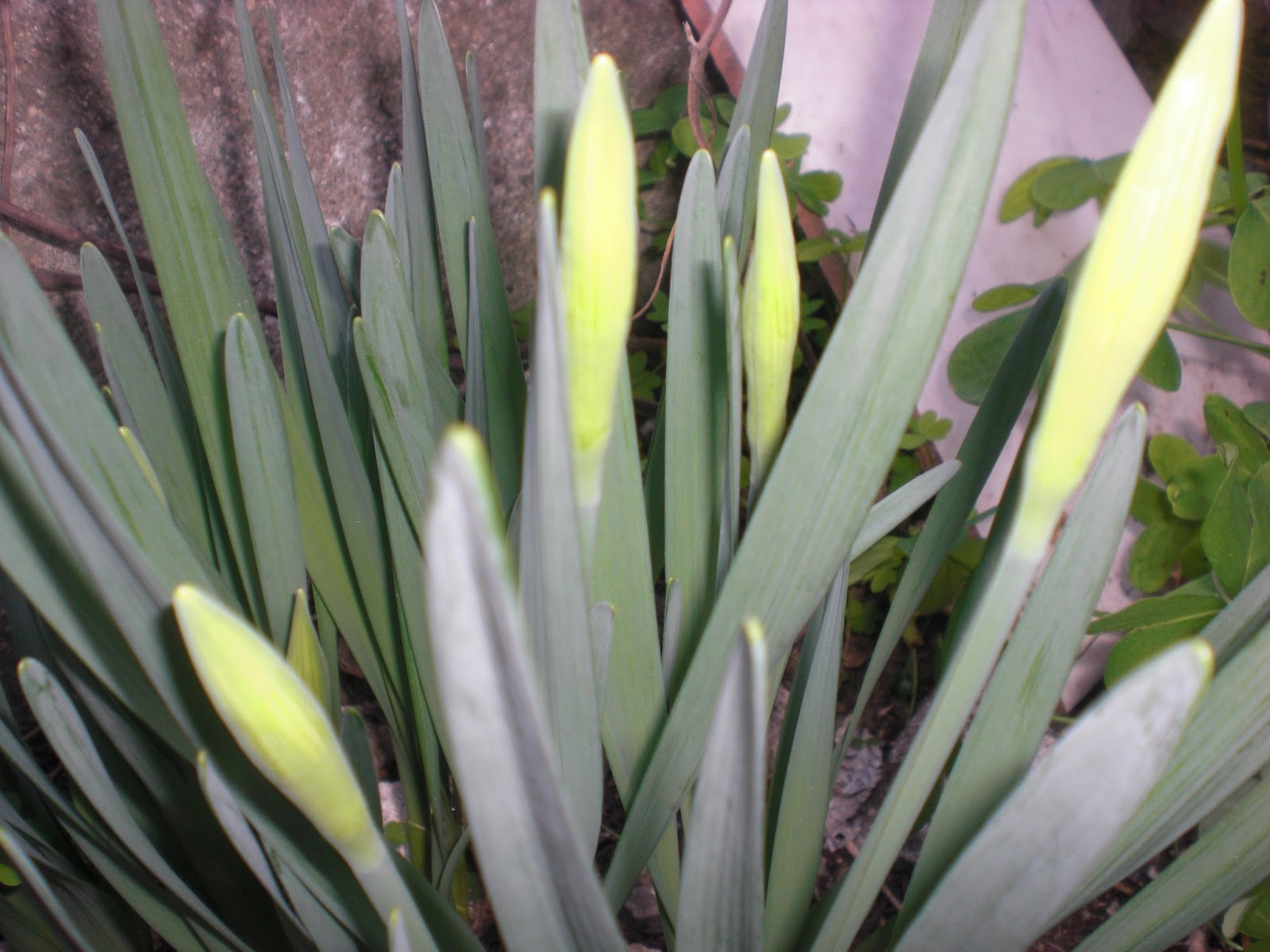 Perfumes y luces de Extremadura: Narciso. Narcissus. Mis flores.