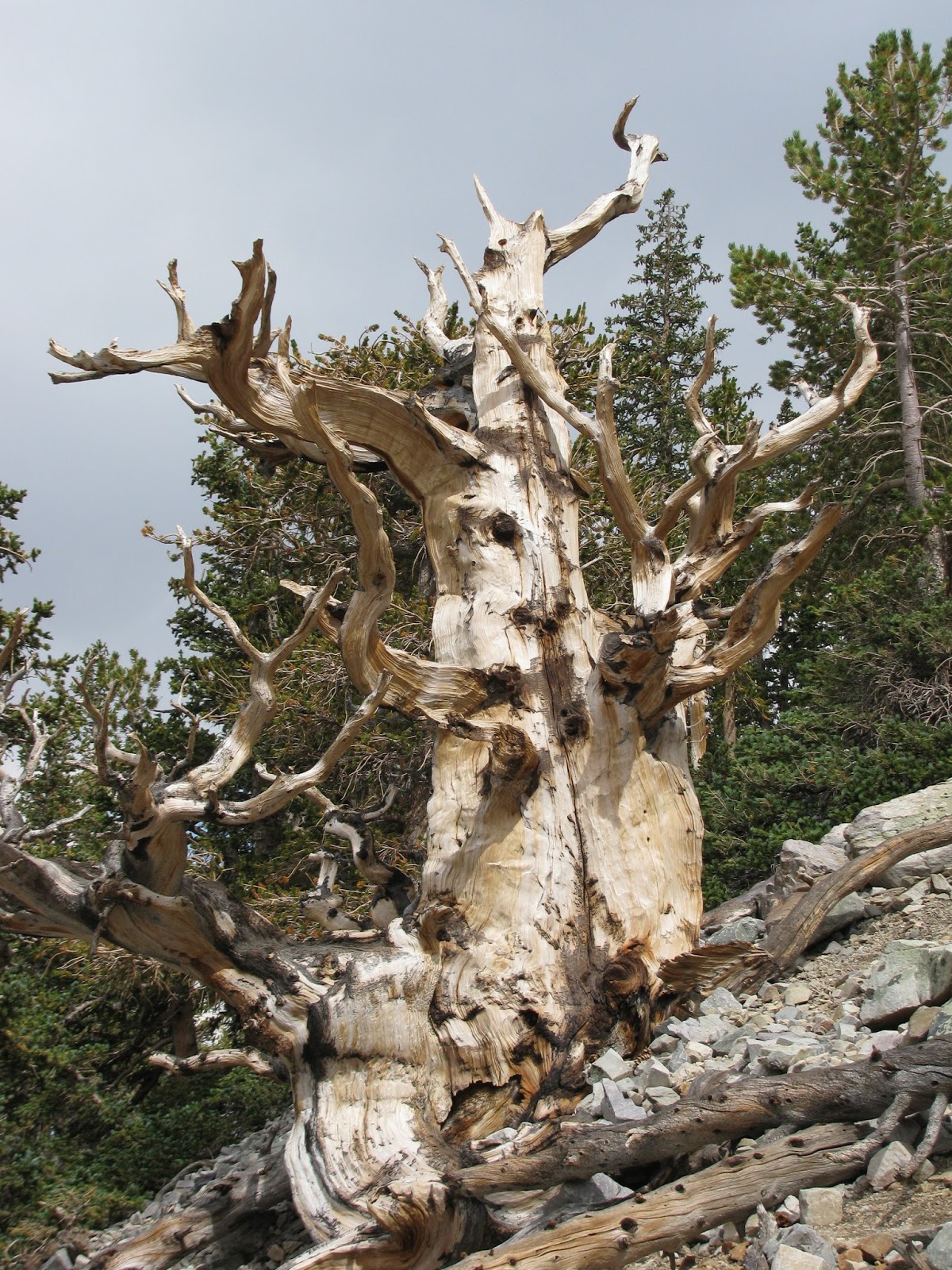 Exploring the American West: Bristlecone Pines and Rock Glacier Trail ...