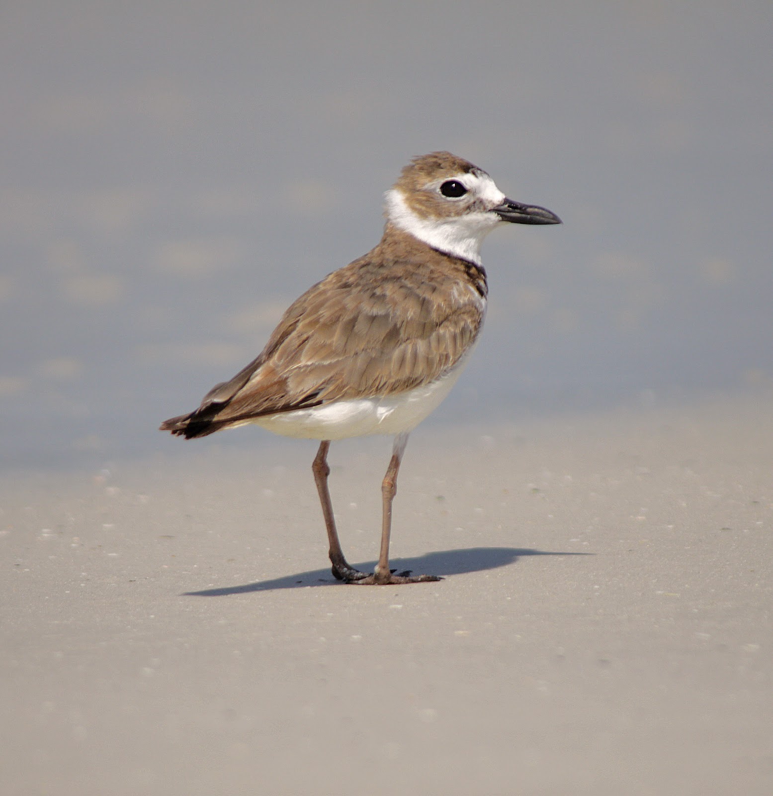 Hunting Digital Plumes in the US and Beyond: Southwest Florida ...