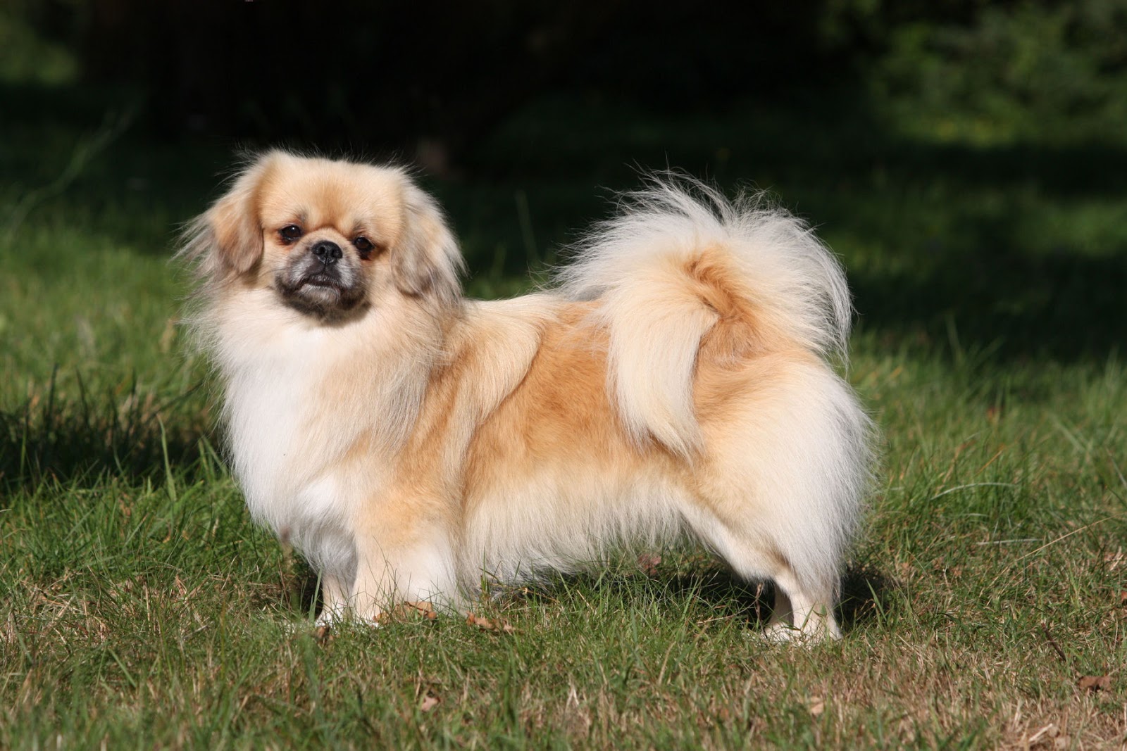 7 Things You Didn39t Know About The Tibetan Spaniel